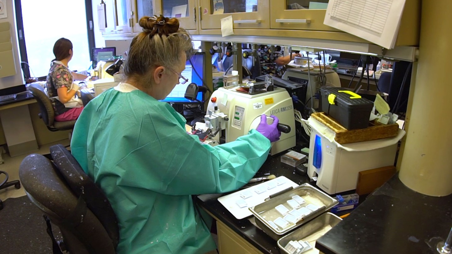 Observership | Pathology Residency | Medical School | Brown University